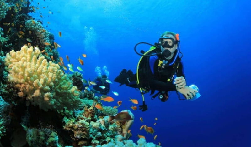 Jakarta: Diving at Thousand Islands Marine Park Day Trip - What Makes This Tour Stand Out?
