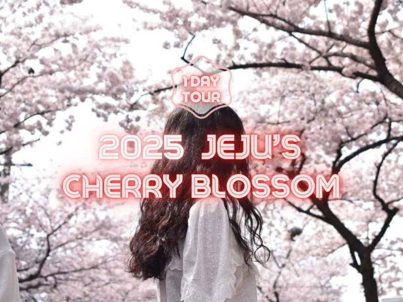 Jeju East: Cherry Blossom Early Bird Tour with Hotel Pickup - Practical Details and Tips