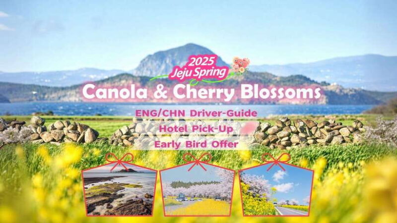 Jeju Spring: Cherry Blossom & Canola Flower Ilchullbong Tour - The Value of This Tour