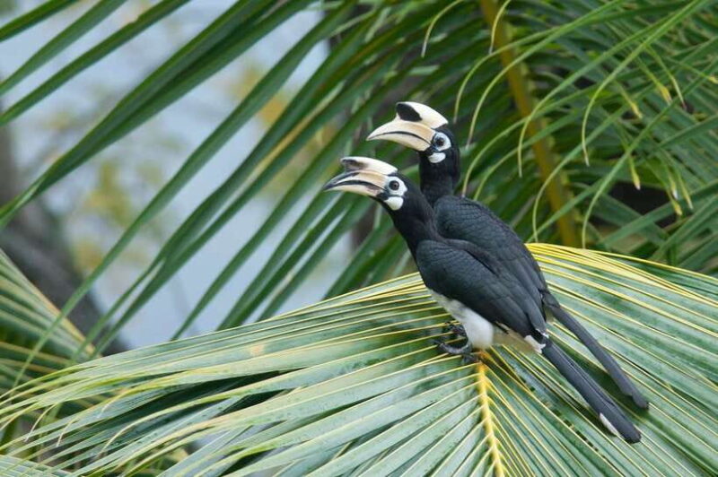 Johor: Desaru Coast Birdwatching Tour - The Bird Species and What Youll See