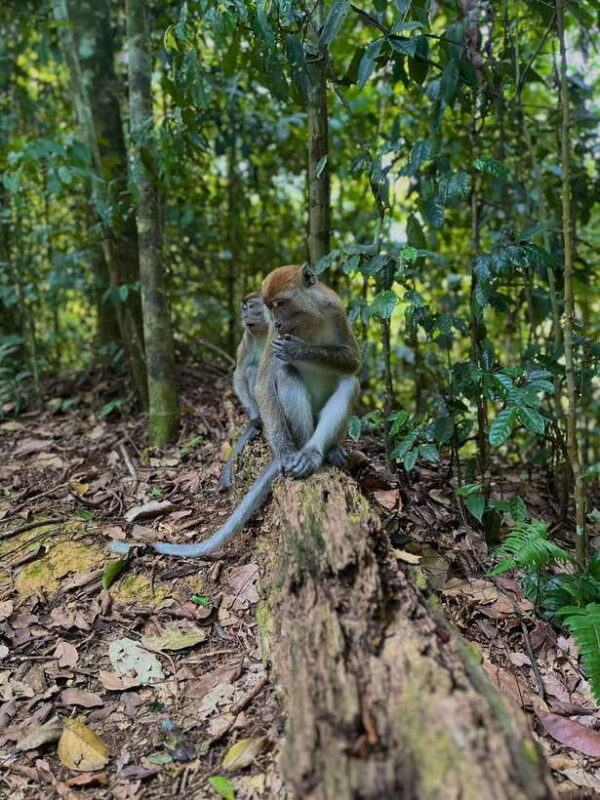 Jungle Trek including stay Batu Ridi Jungle - The Itinerary: What You Can Expect
