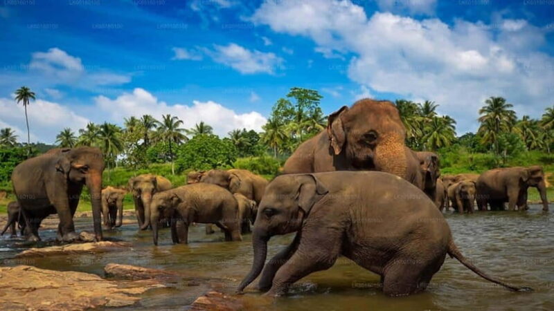 Kandy and Pinnawala: A Perfect 1-Day Tour Experience - Who Would Enjoy This Tour?