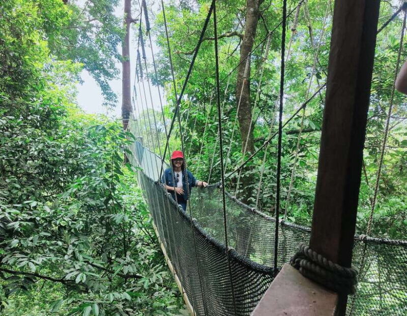 Kota Kinabalu: Poring Hot Spring, and Kinabalu Park Day Trip - The Experience: What You’ll Actually Do and Feel