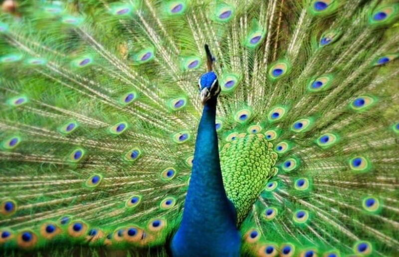 Kuala Lumpur: Bird Park, Butterfly & Garden Private Tour - The Itinerary in Detail