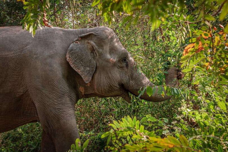 Kulen Elephant Forest Siem Reap in Small Group - Transportation and Group Size