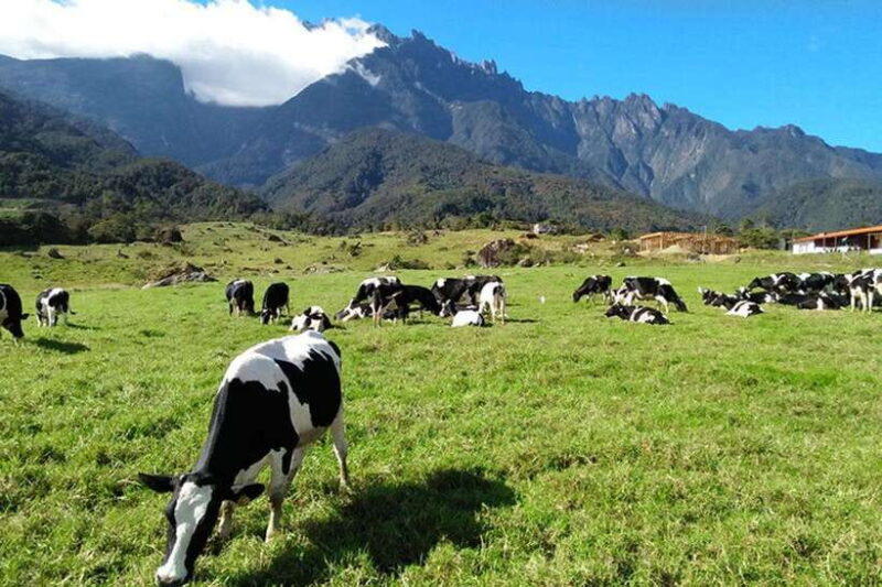 Kundasang Day Trip - Who Will Love This Tour
