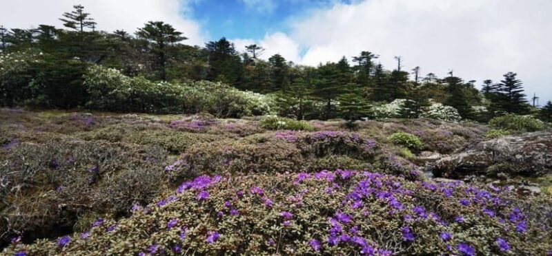 Kunming: Jiaozi (Sedan Chair) Snow Mountain Hiking Day Trip - A Closer Look at the Itinerary