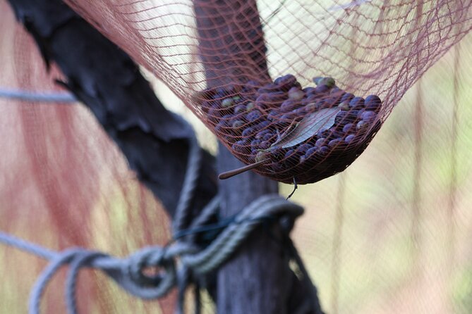 Lievàntu Wine Experience - Considerations and Potential Drawbacks