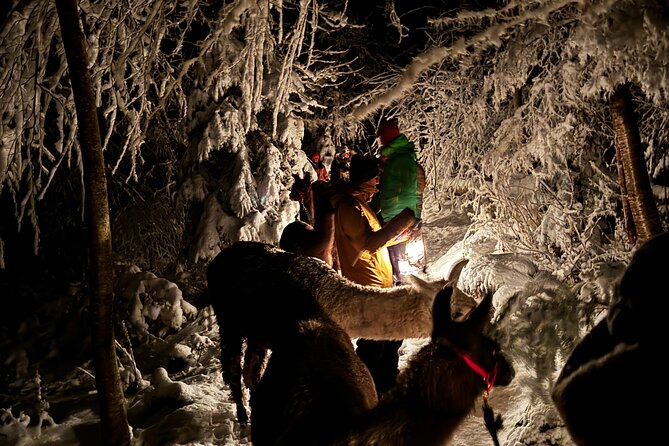 Llama hike with homemade, traditional cheese fondue - Real Traveler Insights