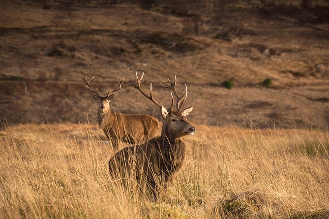 Loch Ness, Scottish Highlands, Glencoe and Pitlochry Tour - FAQ