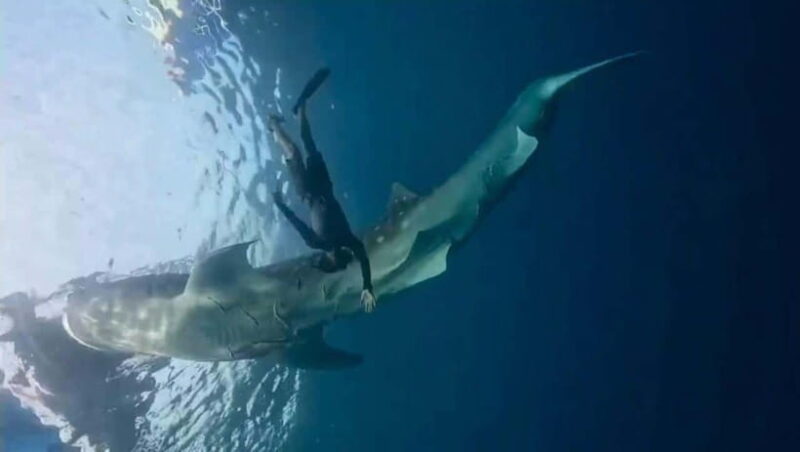 Lombok : Private 2D/1N Whale Shark Tour Lombok Sumbawa - Whats Included and What Not