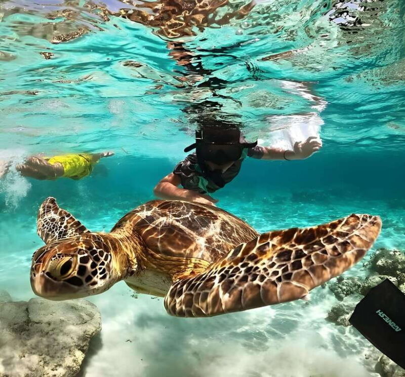 Lombok : Snorkeling Trip (Gili Trawangan, Meno & Gili Air) - Who Will Love This Tour?