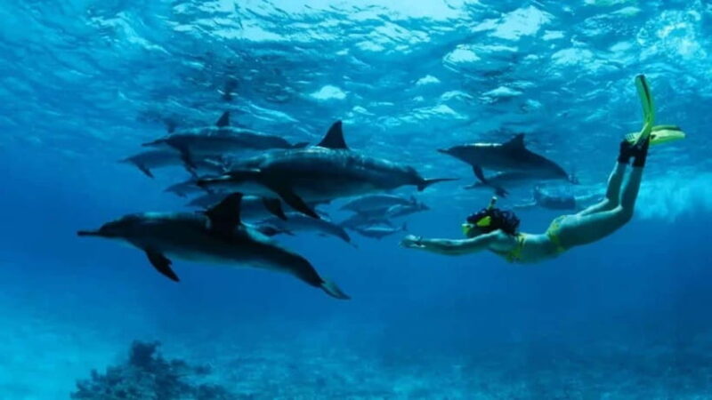 Lovina: Watching Dolphin, Swimming Dolphin Bali Tour - The Bottom Line