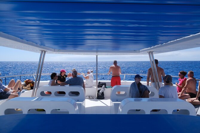 Madeira Dolphin and Whale Watching on a Ecological Catamaran - Itinerary Breakdown and What to Expect