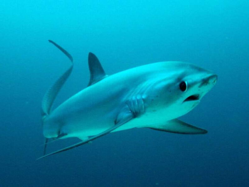 Malapascua: Advance Divers Shark Dive & Optional Transfer - The Value of Your Investment