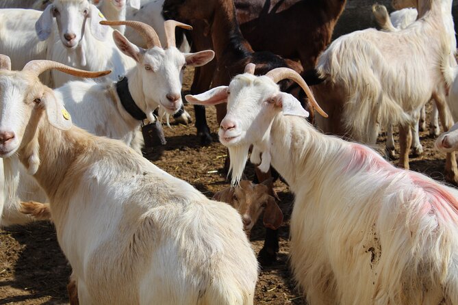 Martina Franca e-Bike tour . Visit a breeding and a dairy farm - Who Should Consider This Tour?