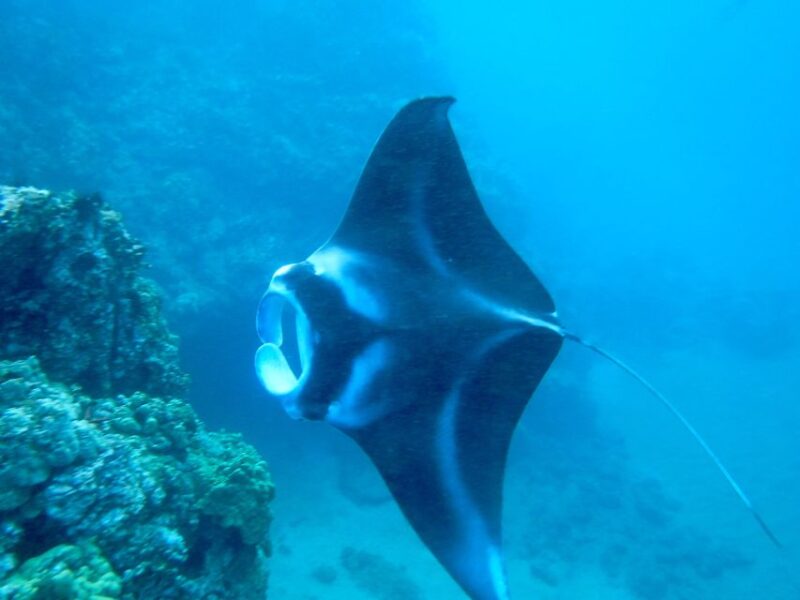 Maui: Turtle Town Kayak and Snorkel Tour - The Value and What You’re Paying For