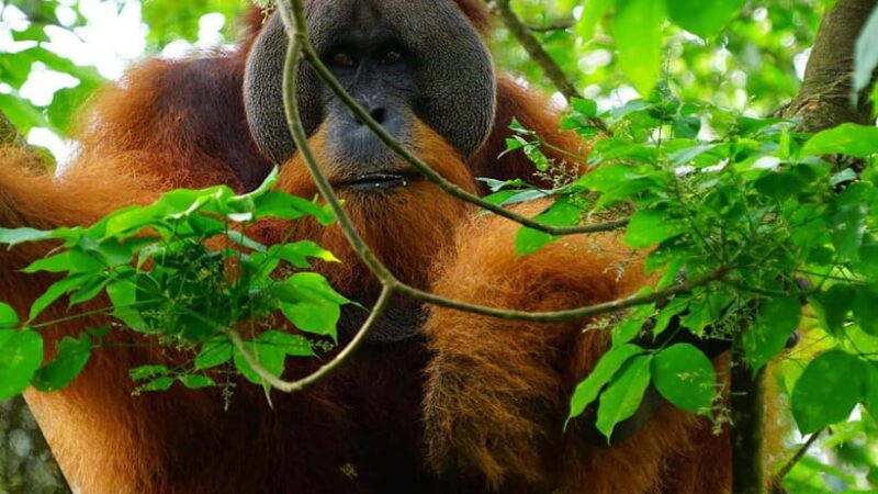 Medan Day Tour: Bukit Lawang Orangutan Trekking - Detailed Breakdown of the Itinerary