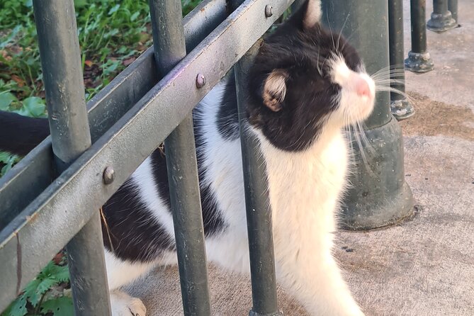 Meet the Cats of Acropolis and Thissio Private Tour - The Enchanting Streets of Plaka