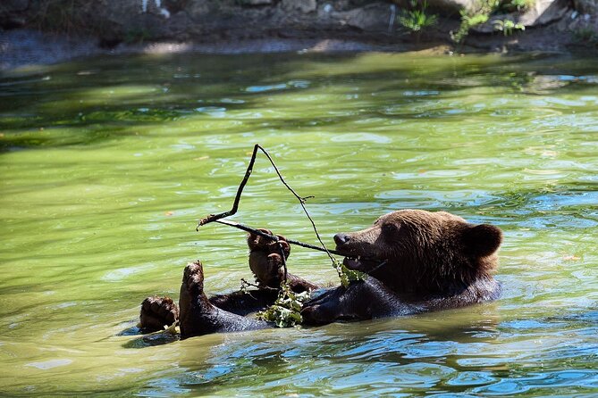 Meet the Free Bears and visit Dracula's Castle in a Day Trip from Bucharest - Transportation and Group Size