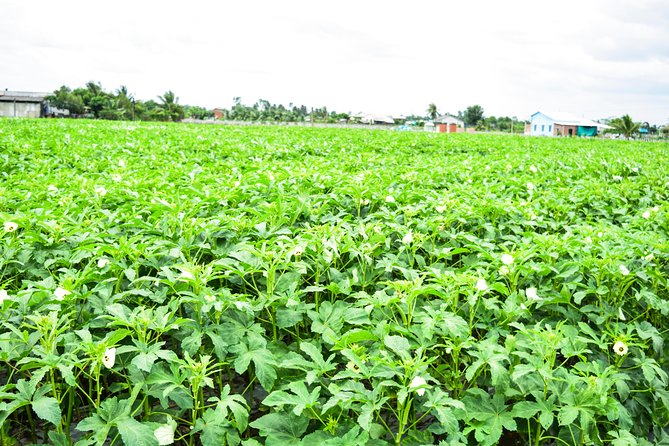 Mekong Delta Guided Tour from Ho Chi Minh City - Final Recommendations