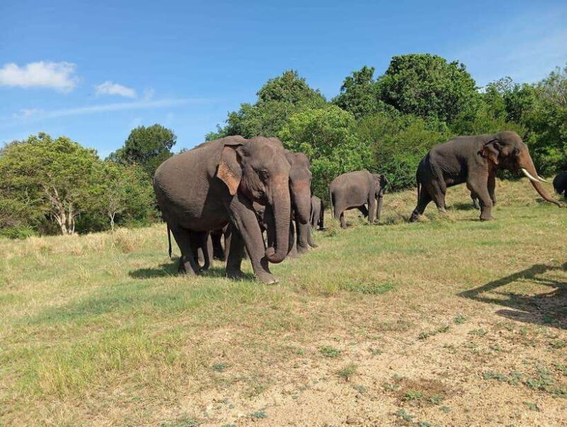 Minneriya: Morning Jeep Safari with Hotel Pickup and Drop-of - Practical Considerations