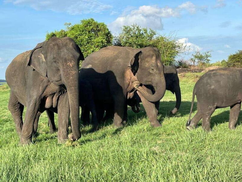 Minneriya National Park : Private Safari - The Practical Side: Cost, Comfort, and Convenience