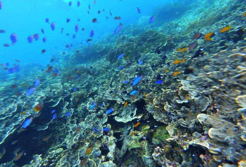 Moalboal Marvels: Island Hopping Paradise, Sardines Run - How Do the Reviews Frame the Experience?