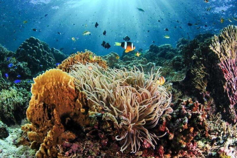 Moalboal: Scuba Diving and Pescador Island Hopping - Authentic Marine Encounters and the Experience
