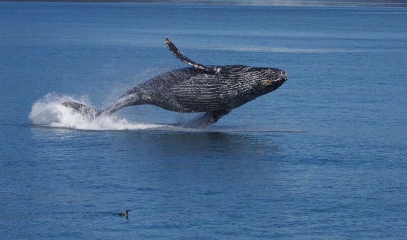 Monterey: Whale Watching Cruise - Comfort and Practical Tips