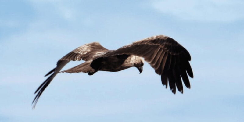 Muthurajawela Wetland: Birdwatching Expedition by Boat - Practical Tips for Travelers