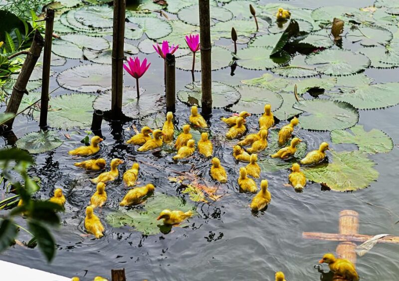Ninh Binh: Rice planting and fishing by basket tour - Concluding Thoughts