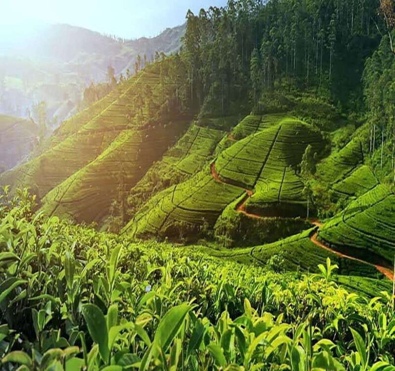 Nuwara Eliya: Tea Factory and Pickle Waterfalls Tuk Tuk Tour - Authentic Experiences and Local Flavors