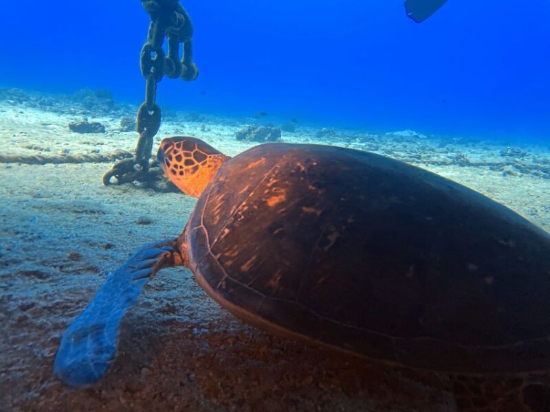 Oahu Night Dive: Adventure for Certified Divers - Final Thoughts on Value and Experience