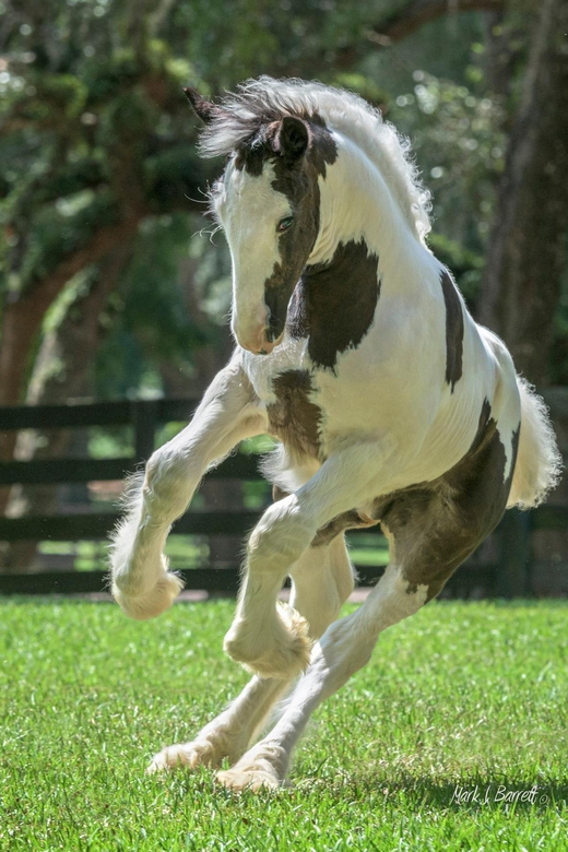 Ocala: Gypsy Gold Horse Farm Horses & History Tour - Key Points