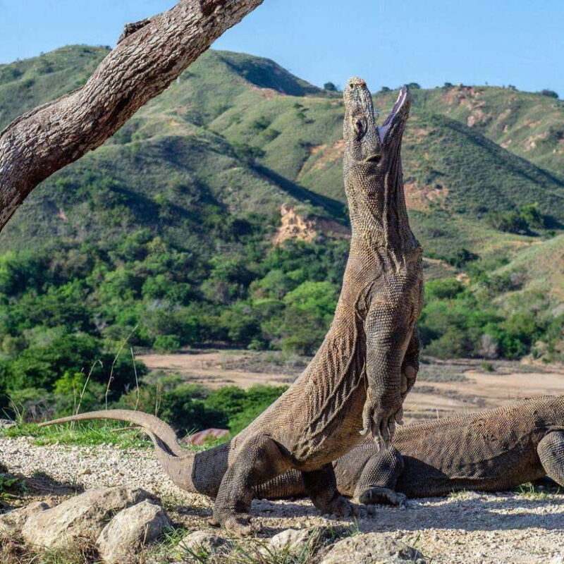 One-Day Komodo Tour By Speedboat - Practical Tips for Travelers