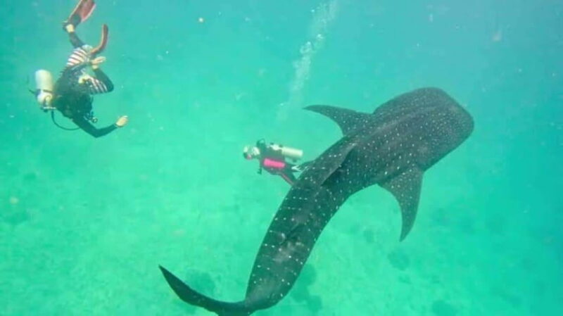 Oslob Cebu: Whaleshark Scuba Diving & Sumilon Sanctuary - Final Thoughts