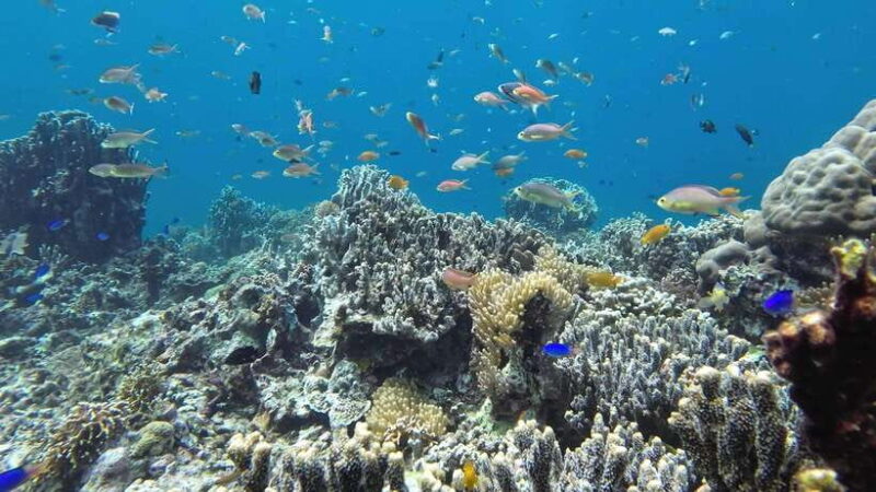 Oslob: Whale Shark Tour with Sumilon & Moalboal Snorkeling - Who Would Love This Tour?