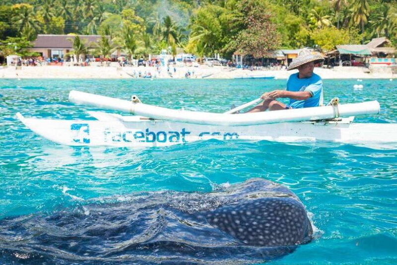 Oslob Whale Shark & Tumalog Waterfalls & Sumilon Sandbar - The Experience in Perspective