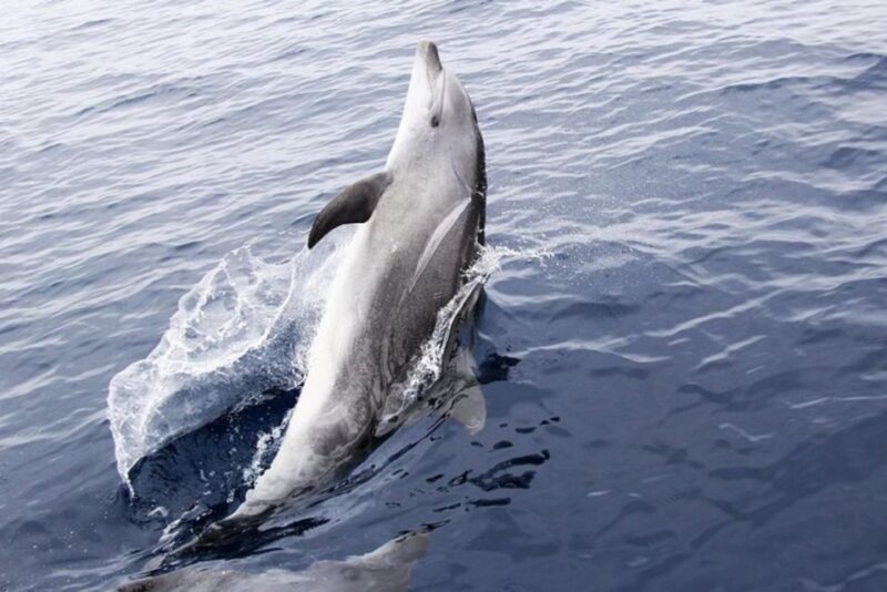 Panama City Beach: Dolphin Sightseeing Sail on the Footloose - Final Thoughts: Who Is This Tour Best For?