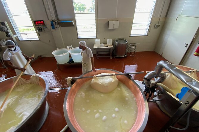 Parmigiano-Reggiano Cheese Factory Small group Tour From Parma - Final Thoughts: Who Is This Tour Best For?