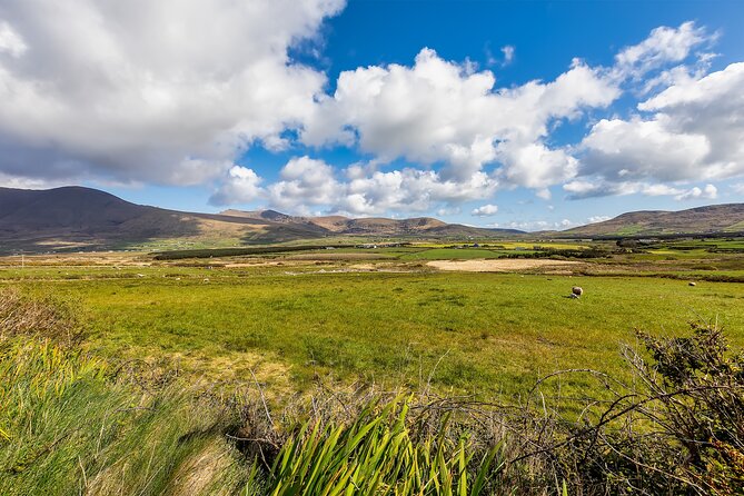 Personalized Full-Day Dingle Peninsula and Slea Head Drive Tour - Why Travelers Love This Experience