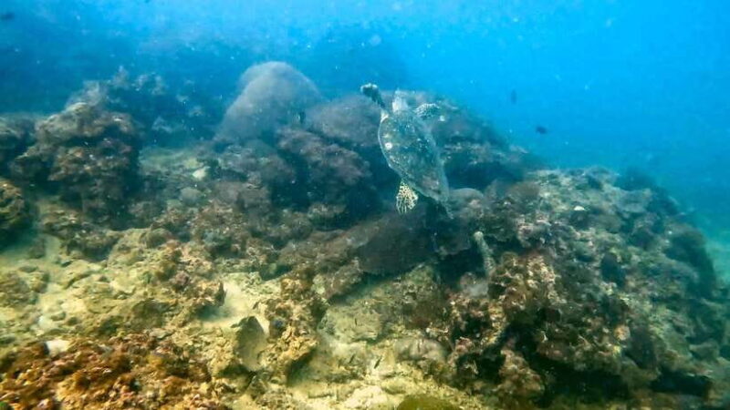 Phuket: Coral Reef Scuba Diving Experience at G Beach Club - The Setting and Facilities