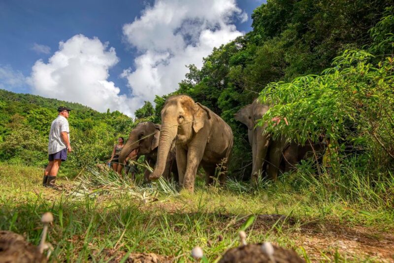 Phuket: Ethical Elephant Nature Park Visit with Lunch - The Value & Practical Details
