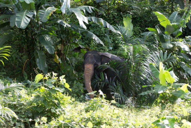 Phuket: Unique Dawn Ethical Elephant Sanctuary Experience - Practical Tips for Visitors