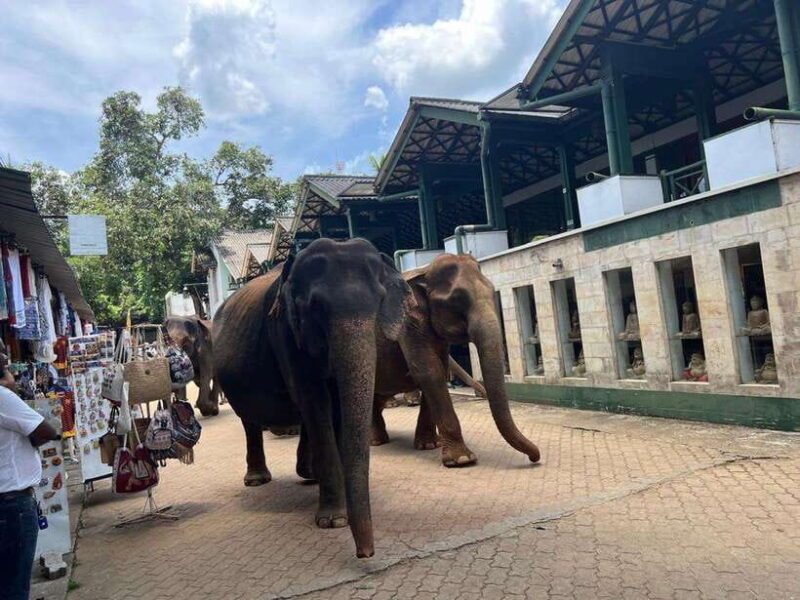 Pinnawala Day Tour from Kandy (Private tour ) - Exploring Sri Lankan Craftsmanship and Agriculture