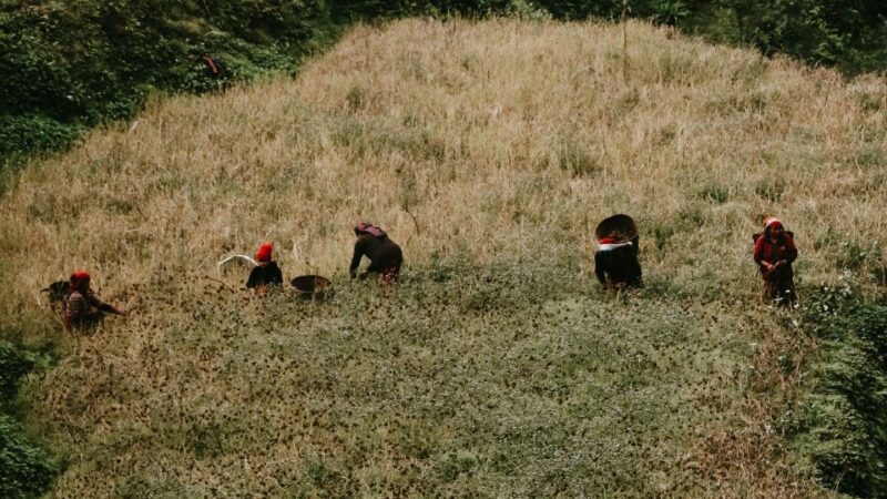 Pokhara: One Night Homestay Tour in Typical Lwang Village - The Sum Up: Who Is This Tour Best For?