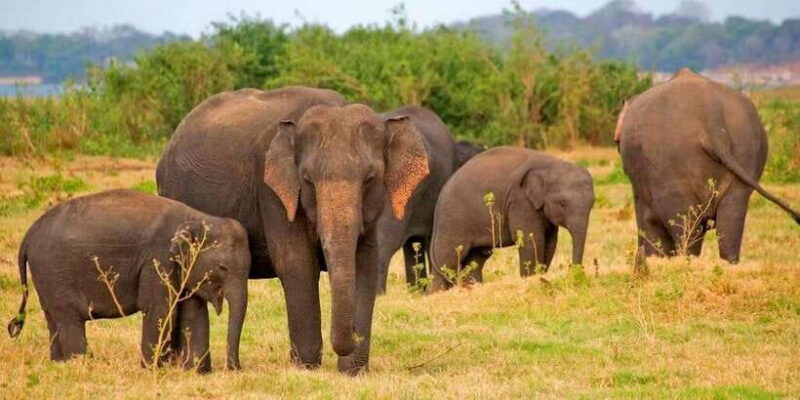 Pottuvil Lagoon Eco Tour : Mangrove Adventure in Arugam Bay - The Value Proposition: What You’re Really Paying For