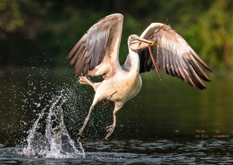 Prek Toal Birds Sanctuary & floating Village Private Tour - The Experience of the Bird Sanctuary