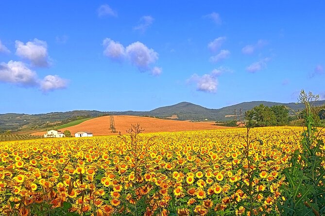 Private Art & Wine Tour in Cortona & Montepulciano, with lunch & 2 wine tastings - Who Will Love This?